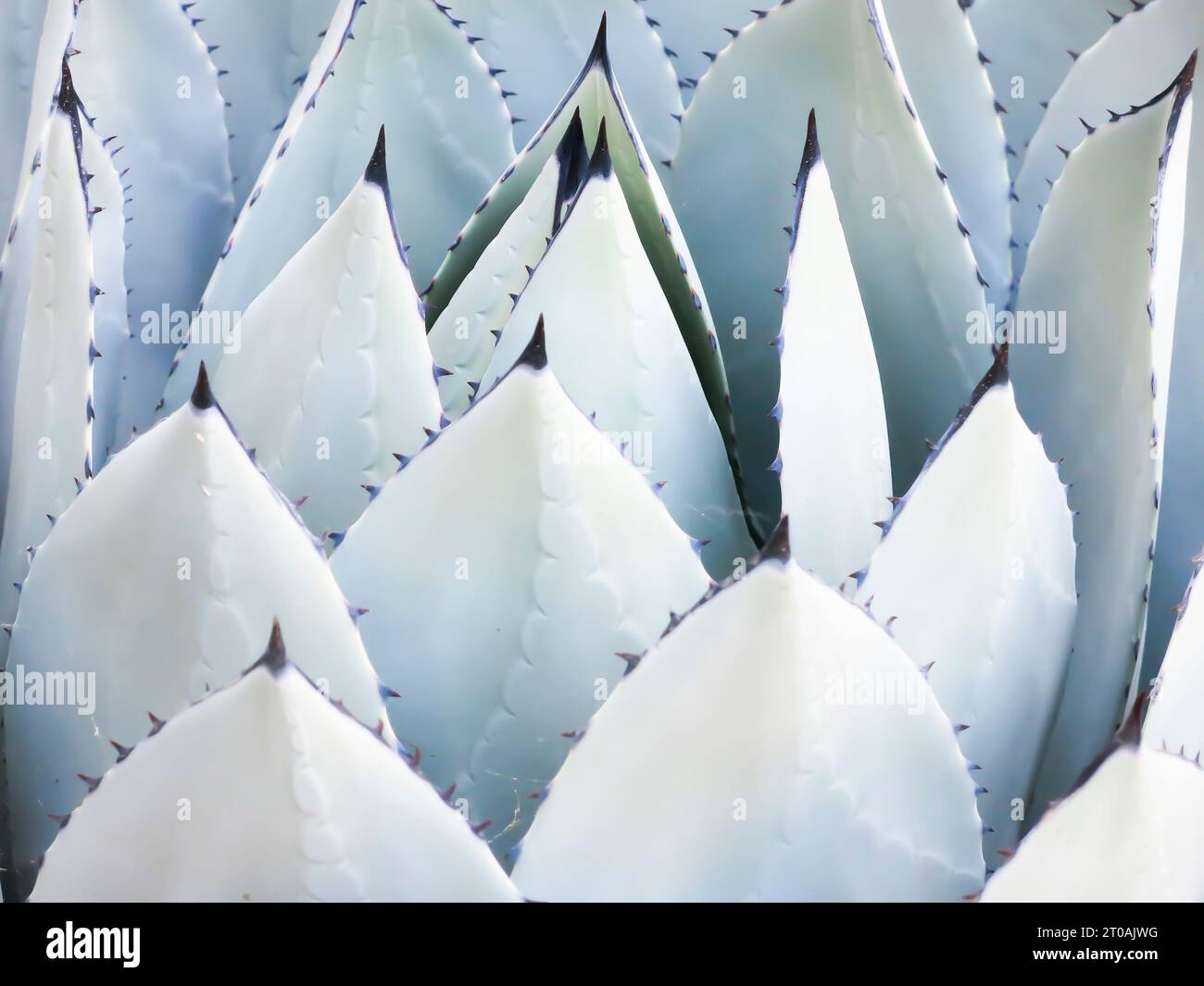 Growth pattern of the teeth hi-res stock photography and images - Alamy