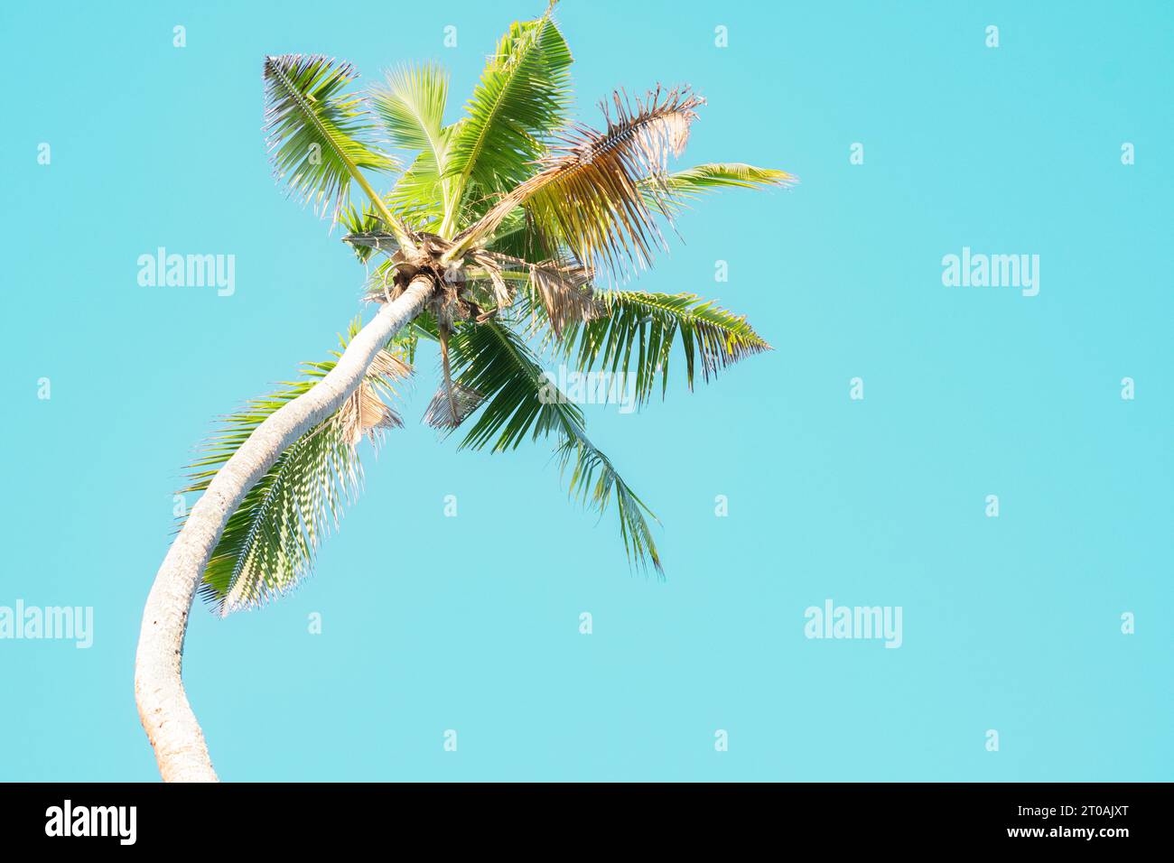 Bendy trunk hi-res stock photography and images - Alamy