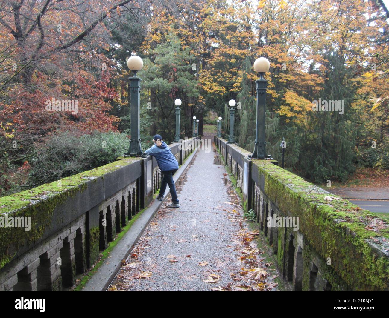 Old mossy bridge in forest hi-res stock photography and images - Alamy