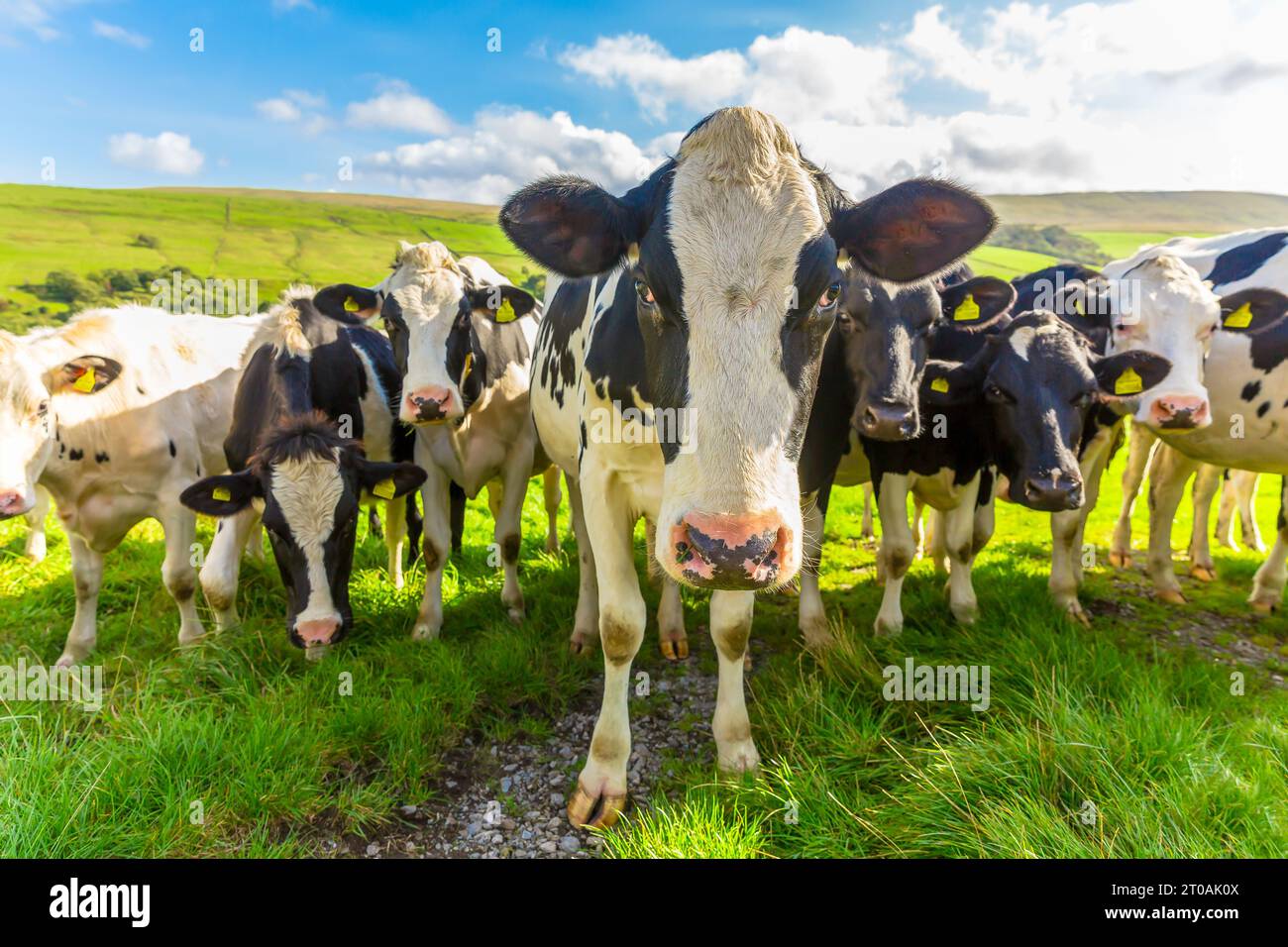Forward facing cow hi-res stock photography and images - Alamy
