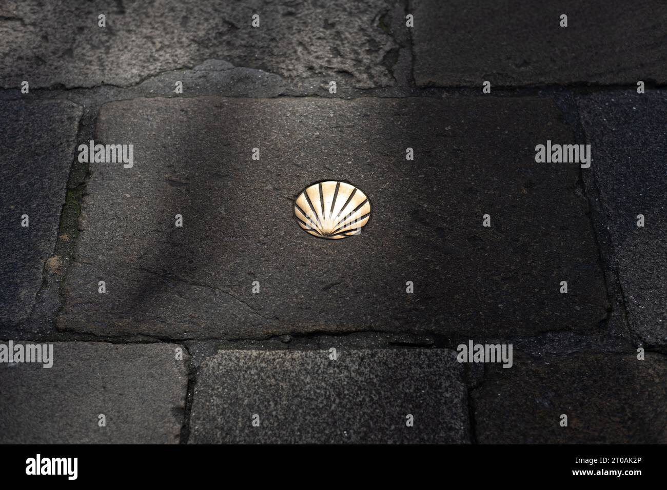 Scallop shell hi-res stock photography and images - Alamy