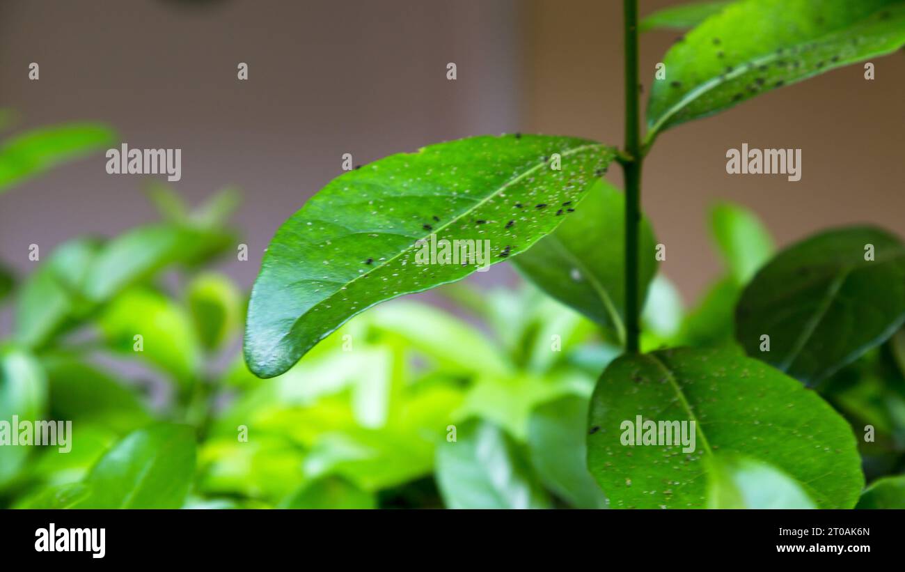 bunch of small aphid insects on a plant leaf. Insects eat kill plants ...