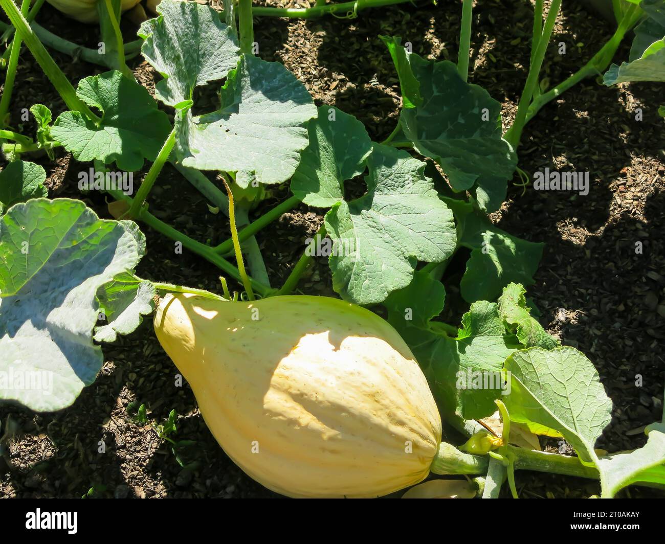 One single squash in hi-res stock photography and images - Alamy