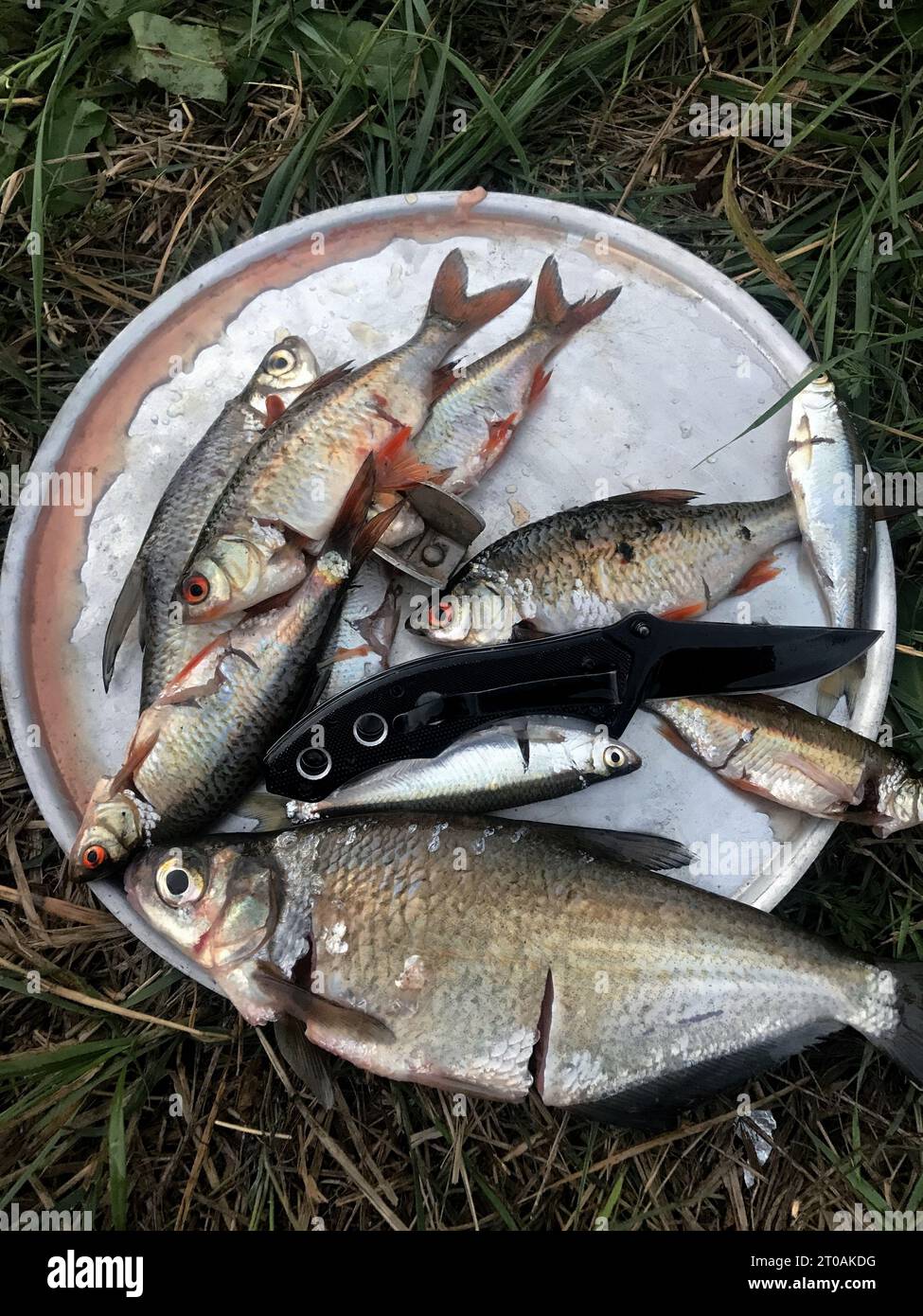 River fish. Cleaned and gutted fish. Freshwater fishing Stock Photo - Alamy