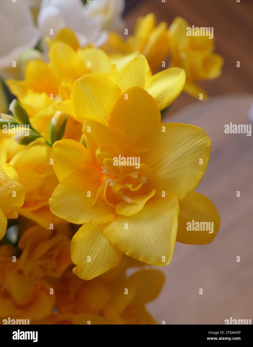 Yellow freesia in the bouquet Stock Photo - Alamy
