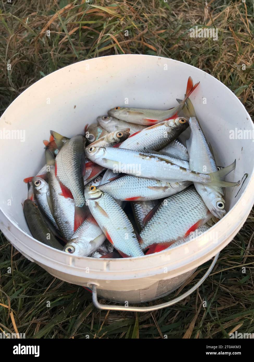 Pickled bleaming hi-res stock photography and images - Alamy