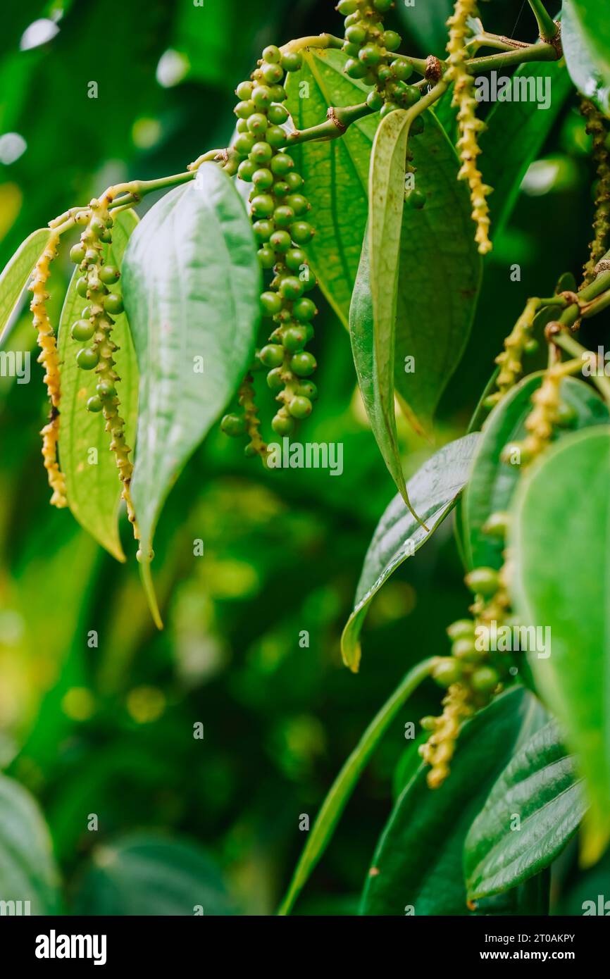 Pepper tree, close-up of inflorescences and green fruit of pepper tree ...