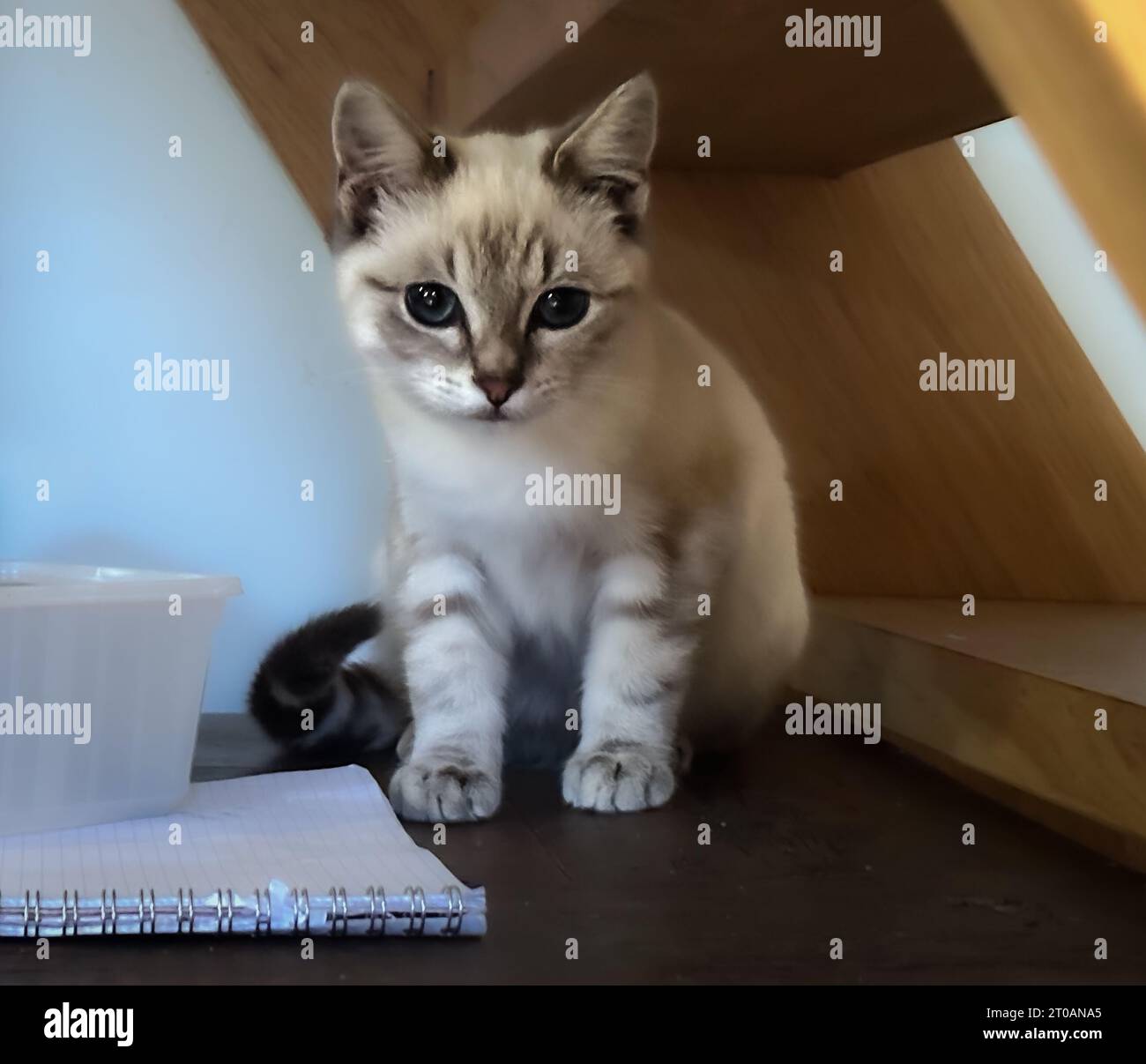 View of a beige kitten under a stair Stock Photo - Alamy