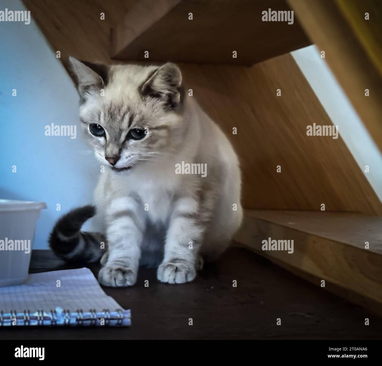 View of a beige kitten under a stair Stock Photo - Alamy