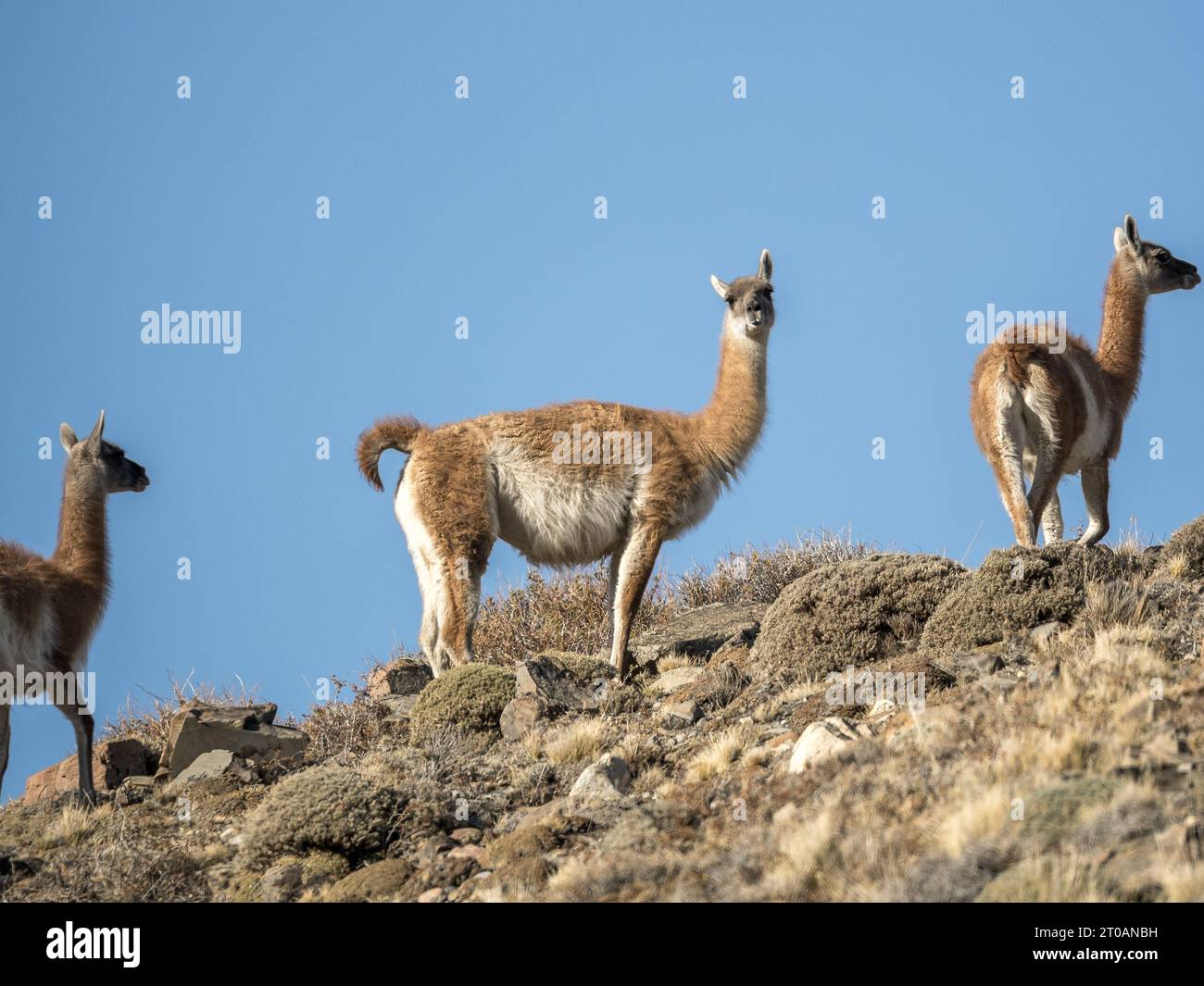 A low angle shot of guanacos on the edge of a rocky hill Stock Photo ...