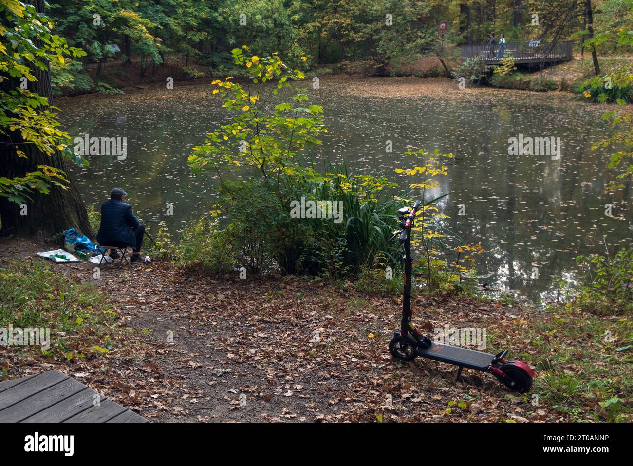 Autumn pond with yellow leaves on the surface of the water in the park ...