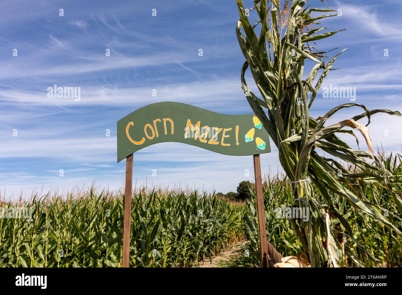 Entrance to corn maze sign and cornstalks with cloudy blue sky early ...