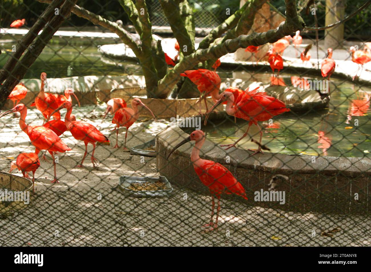 A view shows Guaras bird nurseryon the public park and Natural History ...