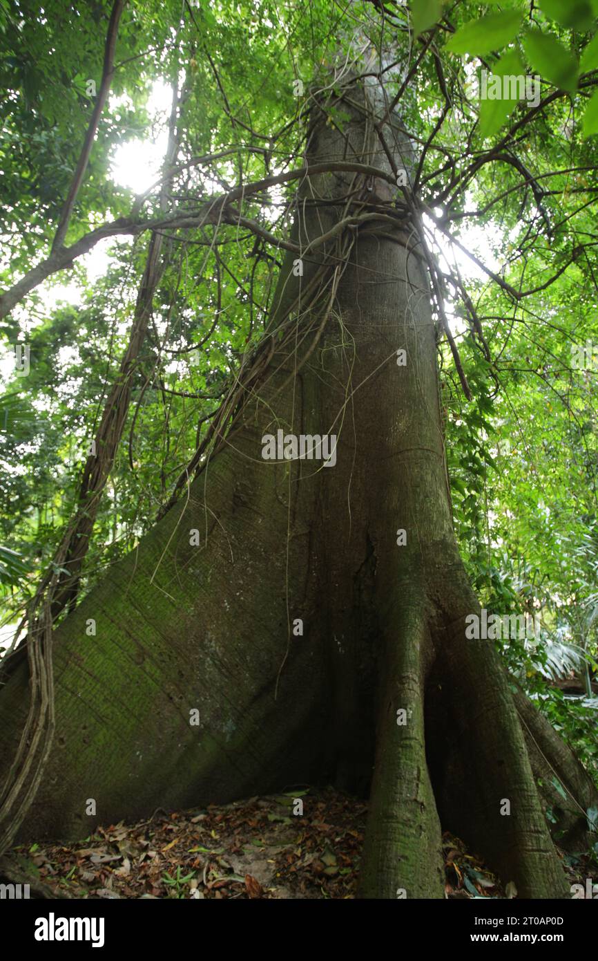 A view shows a giant Samuameira tree on the public park and Natural ...