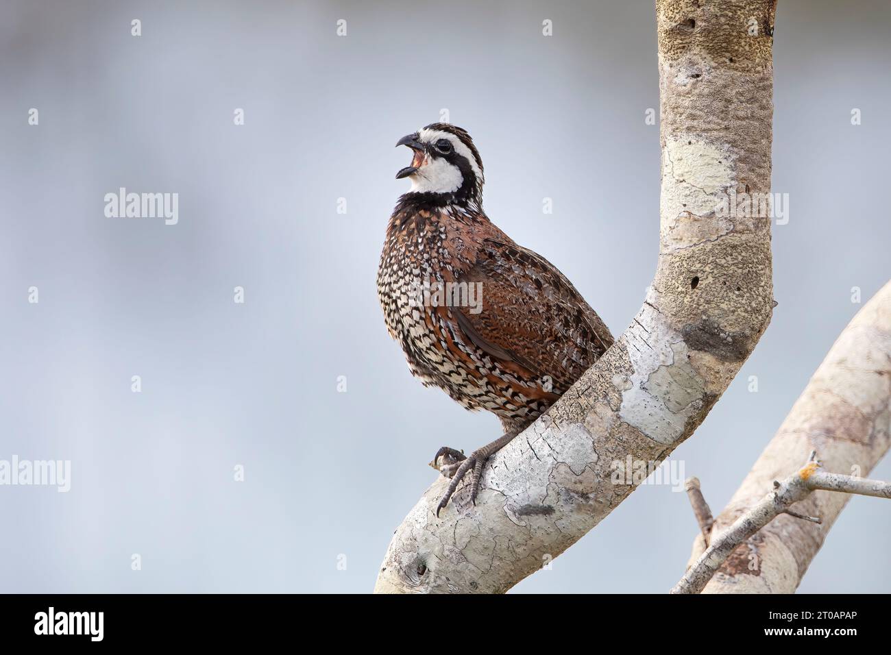Quail male and female hi-res stock photography and images - Alamy