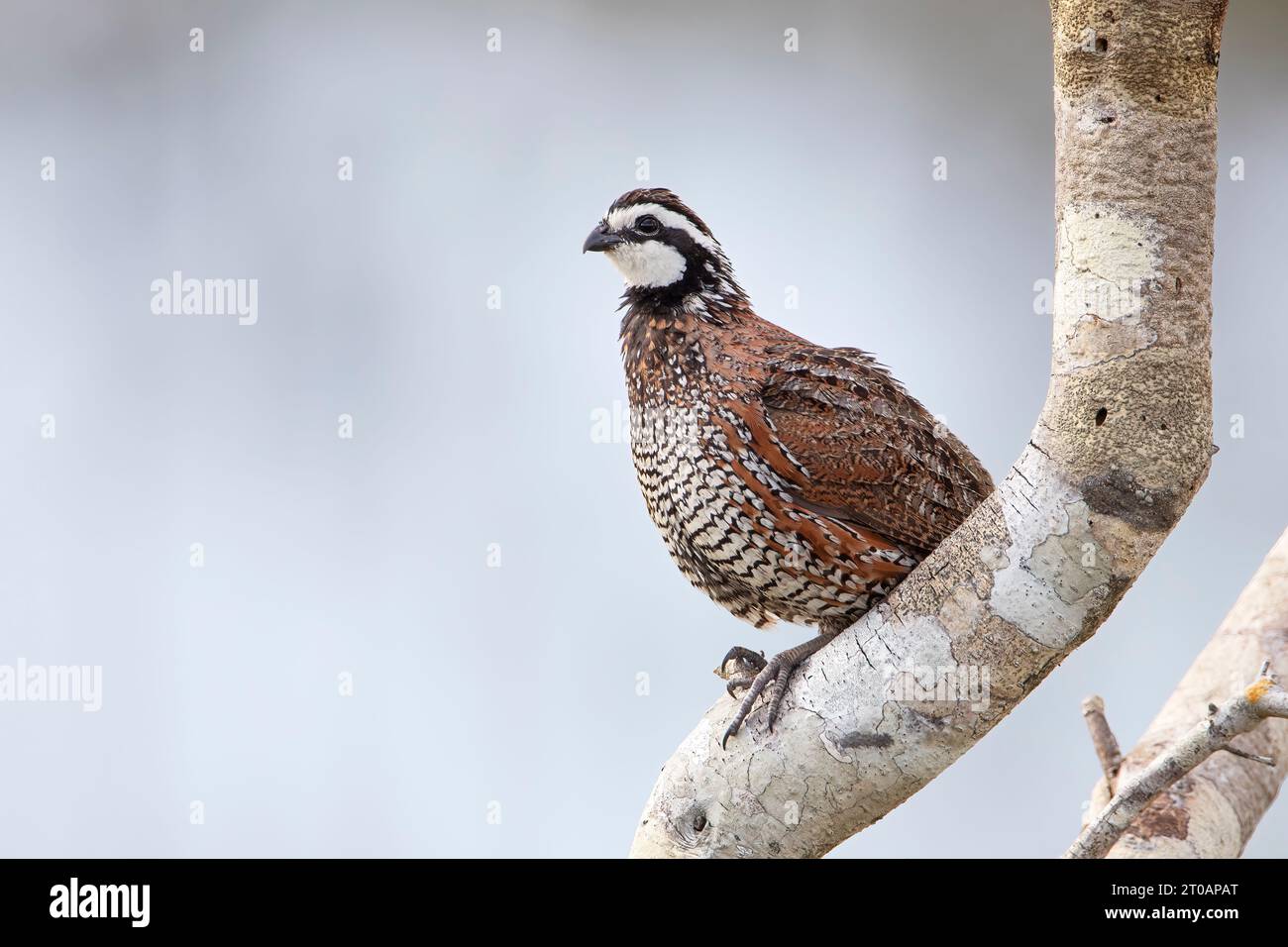 Quail male and female hi-res stock photography and images - Alamy