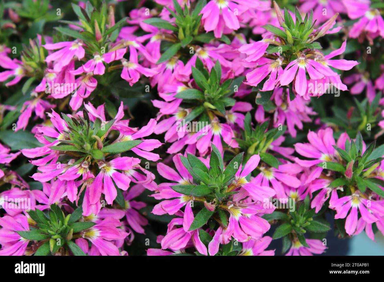Fan flower (Scaevola aemula Stock Photo - Alamy