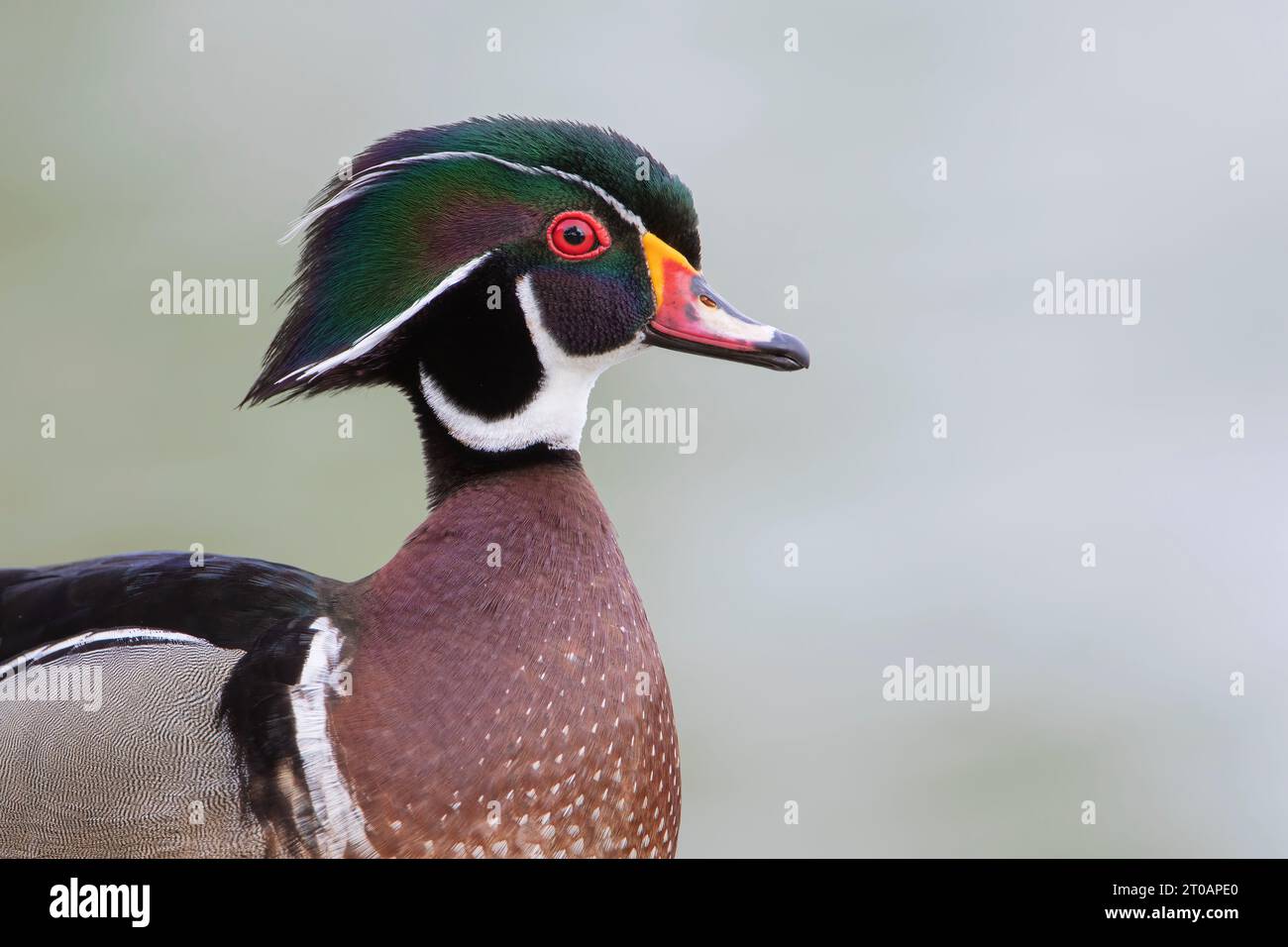 Male American Wood Duck (Aix sponsa) portrait, Lake Morton, Florida ...
