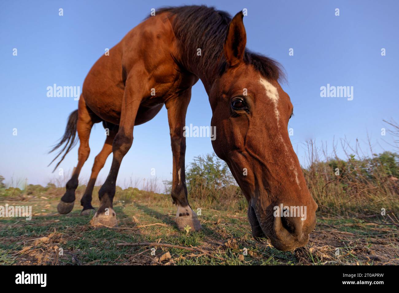 Angle view horse farm hi-res stock photography and images - Alamy