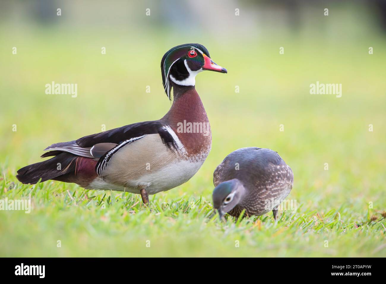 Male American Wood Duck (Aix sponsa) watching over female duck, Lake ...