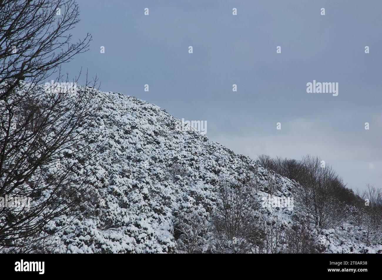 Winter background snowy trees in hi-res stock photography and images ...