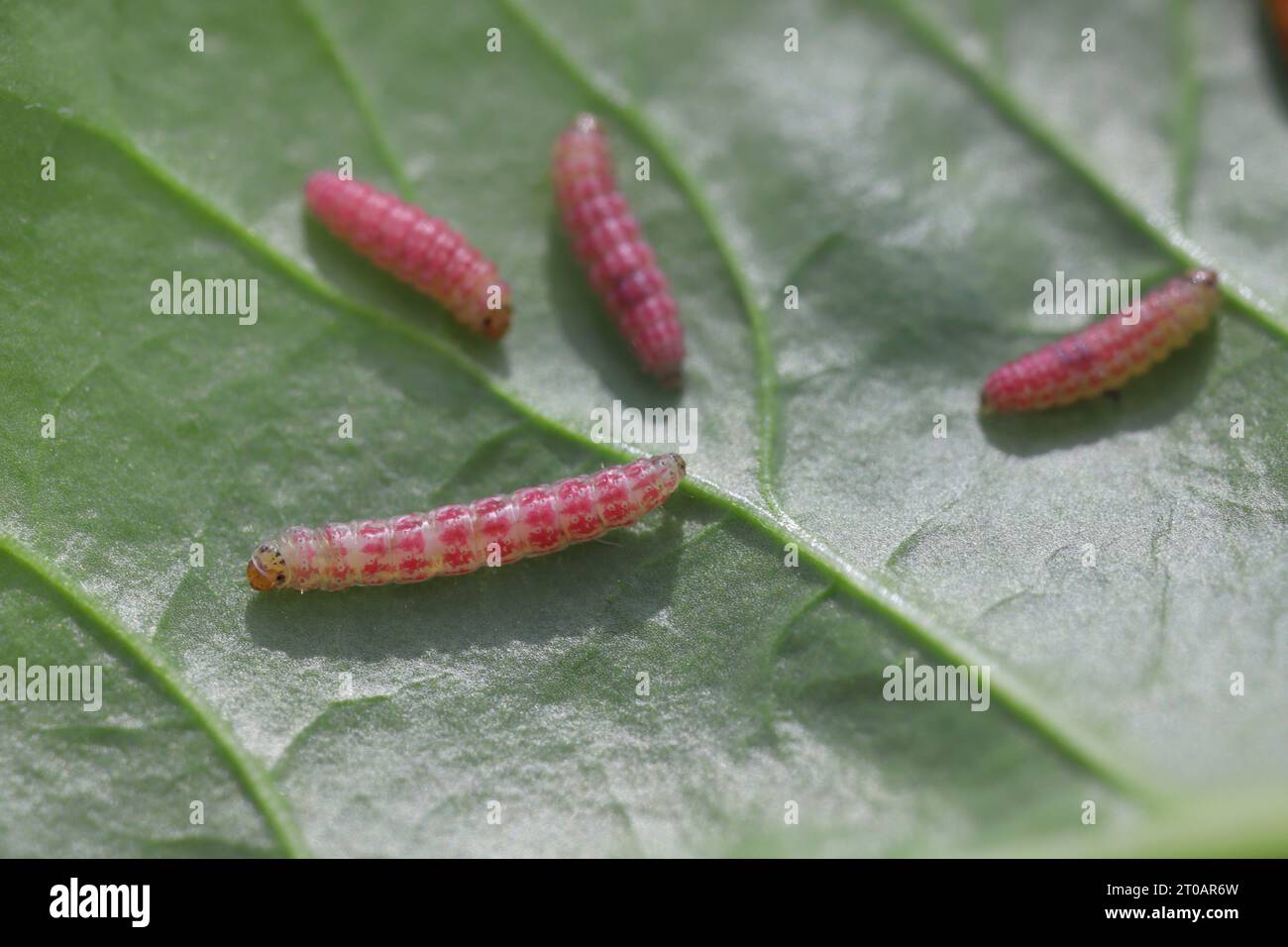 Caterpillars of the beet moth (Scrobipalpa ocellatella) on beet leaf ...