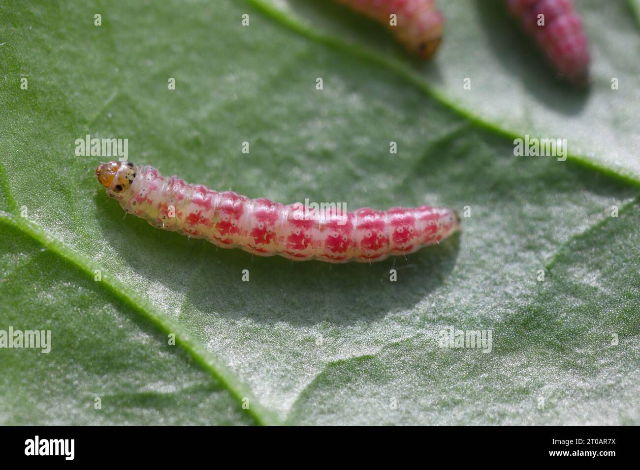 Caterpillar of the beet moth (Scrobipalpa ocellatella) on beet leaf. It ...