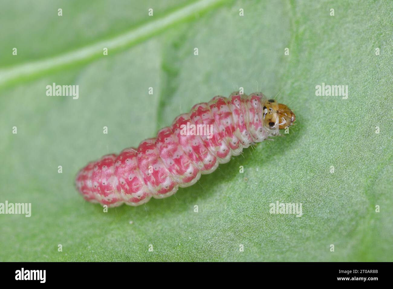 Caterpillar of the beet moth (Scrobipalpa ocellatella) on beet leaf. It ...