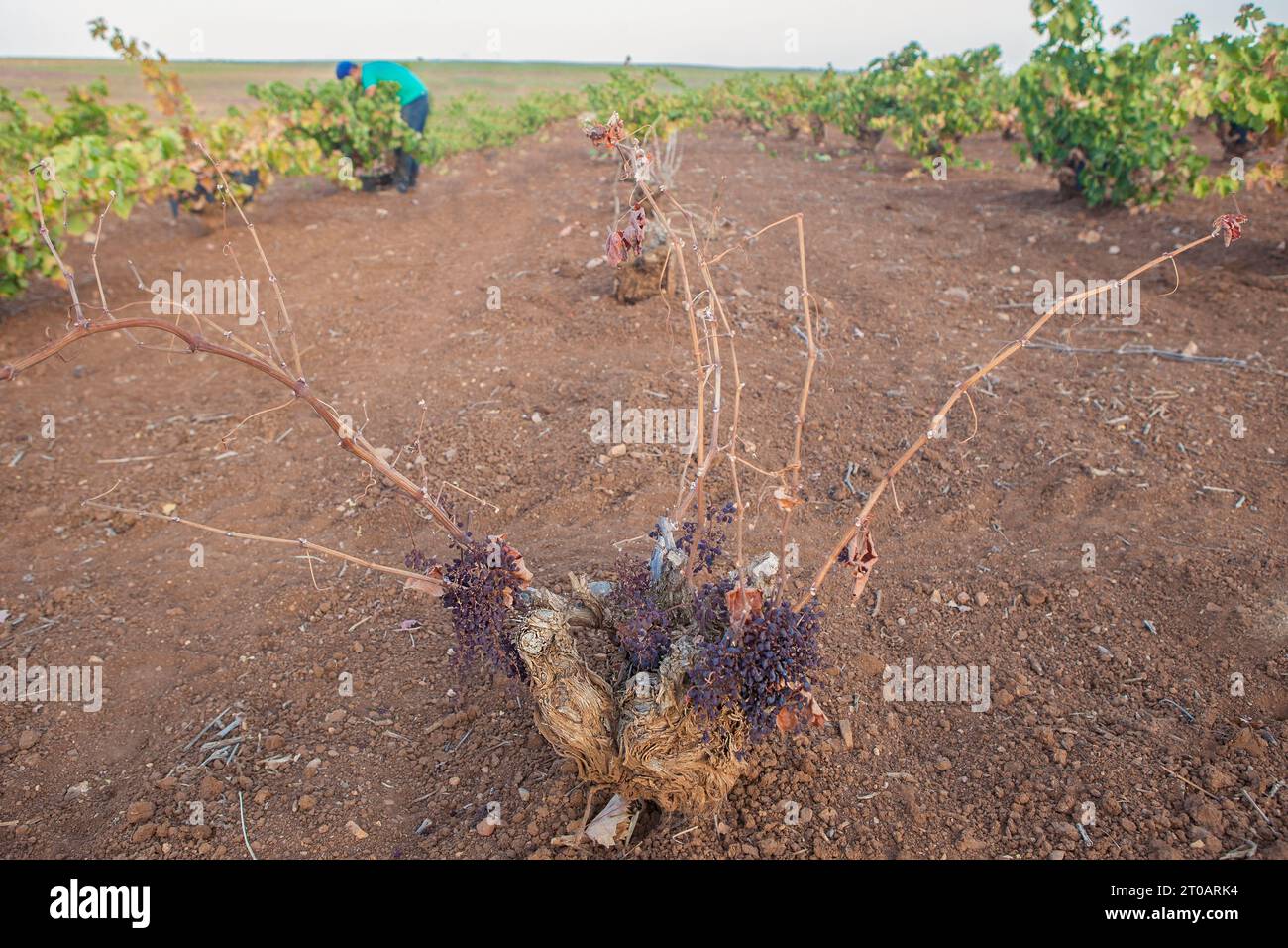 Grapevine affected by the yesca disease. Wood disease associated with ...