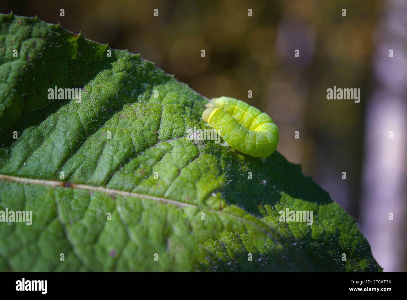 Angle shades moth caterpillar hi-res stock photography and images - Alamy