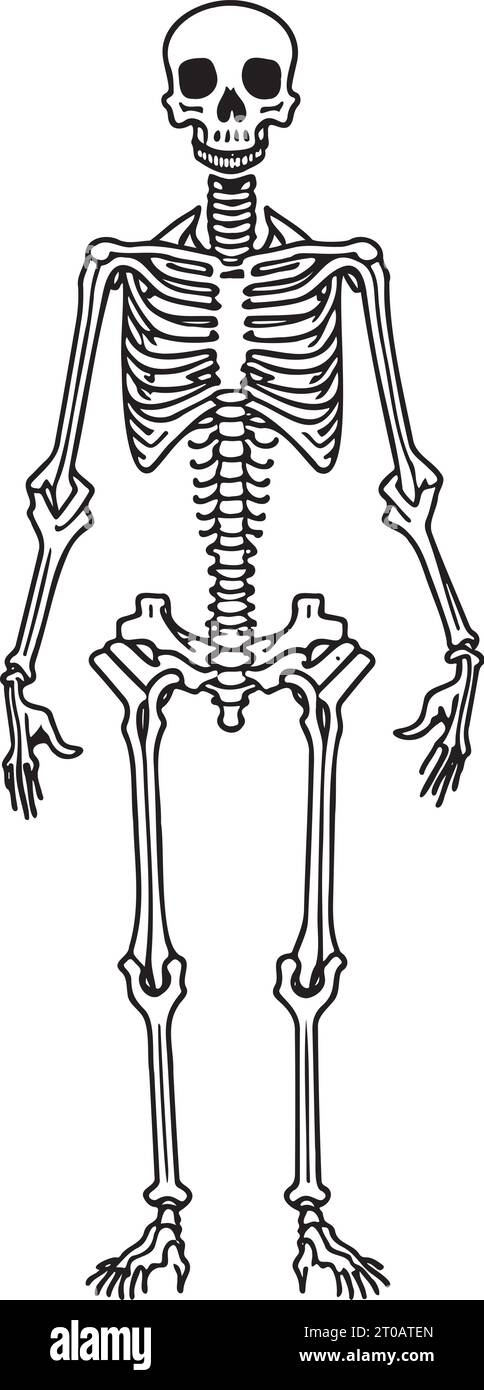 Skeleton Illustration Black And White Vector Stock Vector Image & Art ...