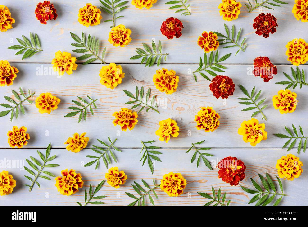 Creative layout made of flowers and leaves marigolds on a blue wooden ...