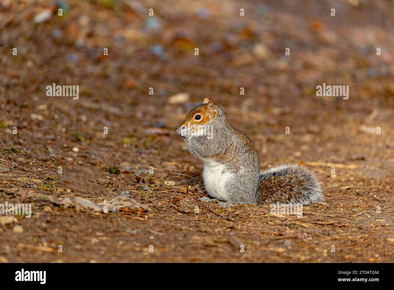 A grey squirrel, Sciurus carolinensis, spotted in the National Botanic ...