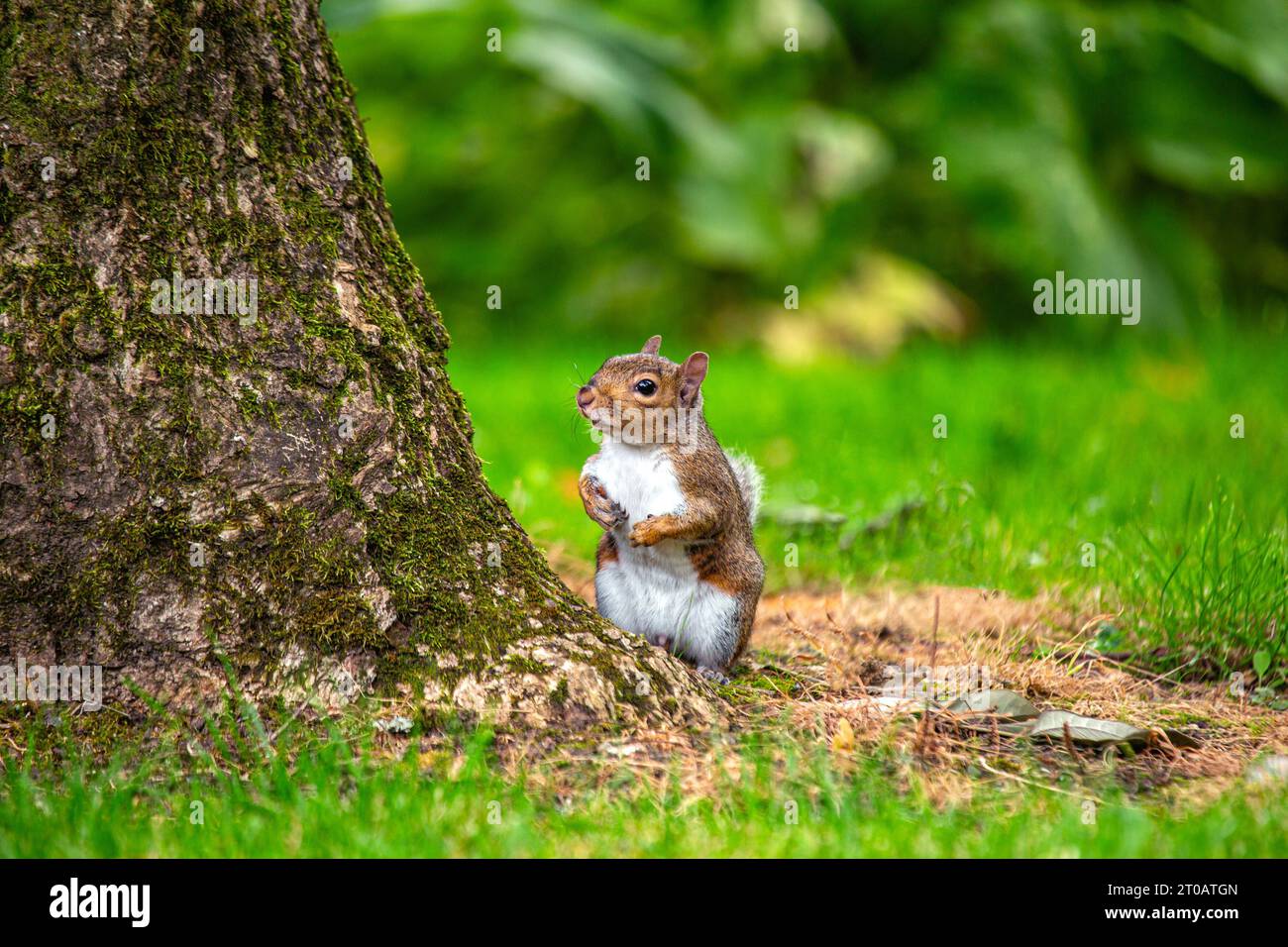 A grey squirrel, Sciurus carolinensis, spotted in the National Botanic ...