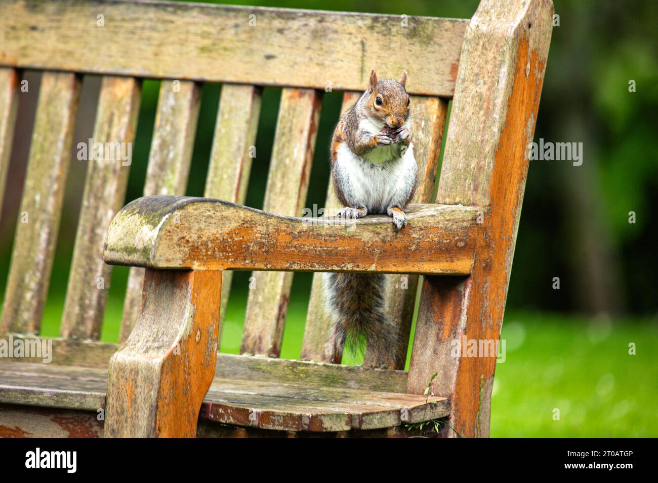 A grey squirrel, Sciurus carolinensis, spotted in the National Botanic ...