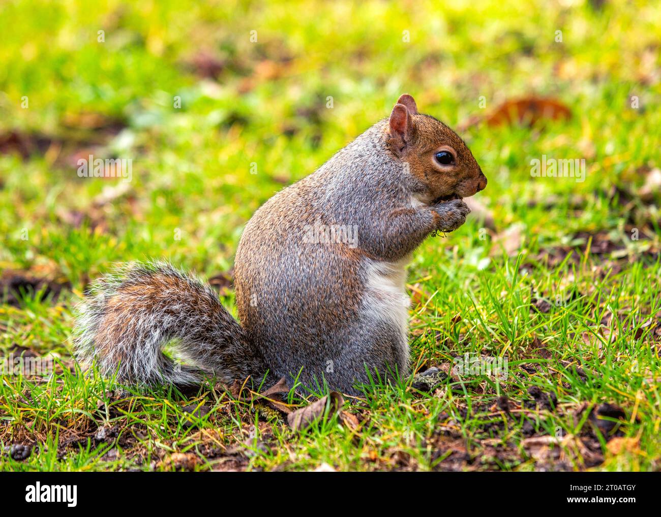 A grey squirrel, Sciurus carolinensis, spotted in the National Botanic ...
