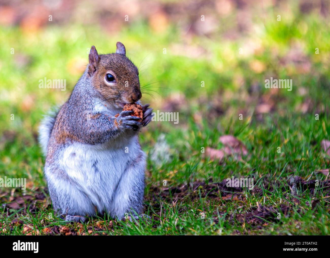 A grey squirrel, Sciurus carolinensis, spotted in the National Botanic ...