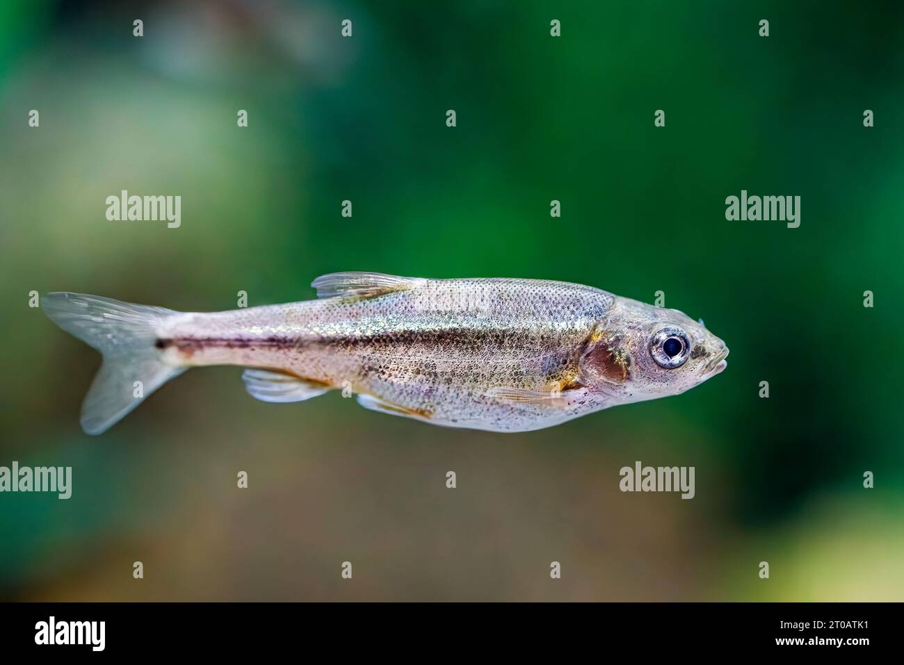 Sonoran chub hi-res stock photography and images - Alamy