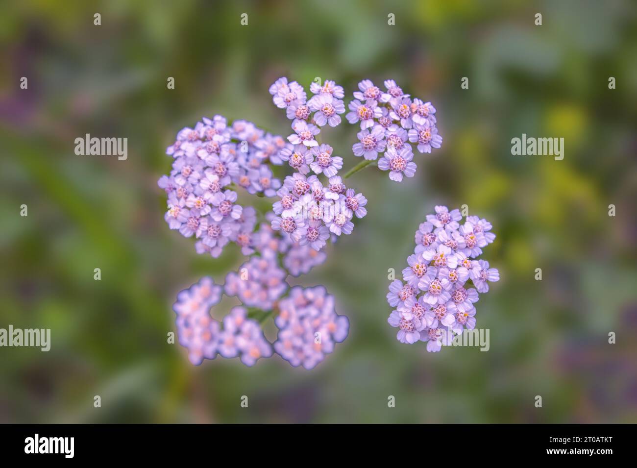 (achillea millefolium) botanical art hi-res stock photography and ...