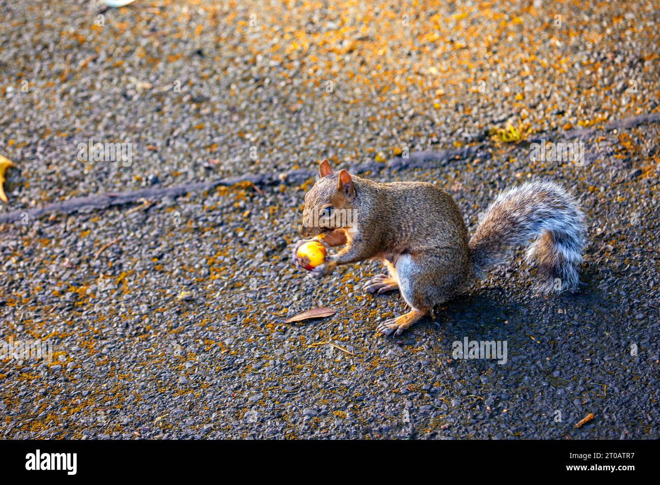 A grey squirrel, Sciurus carolinensis, spotted in the National Botanic ...