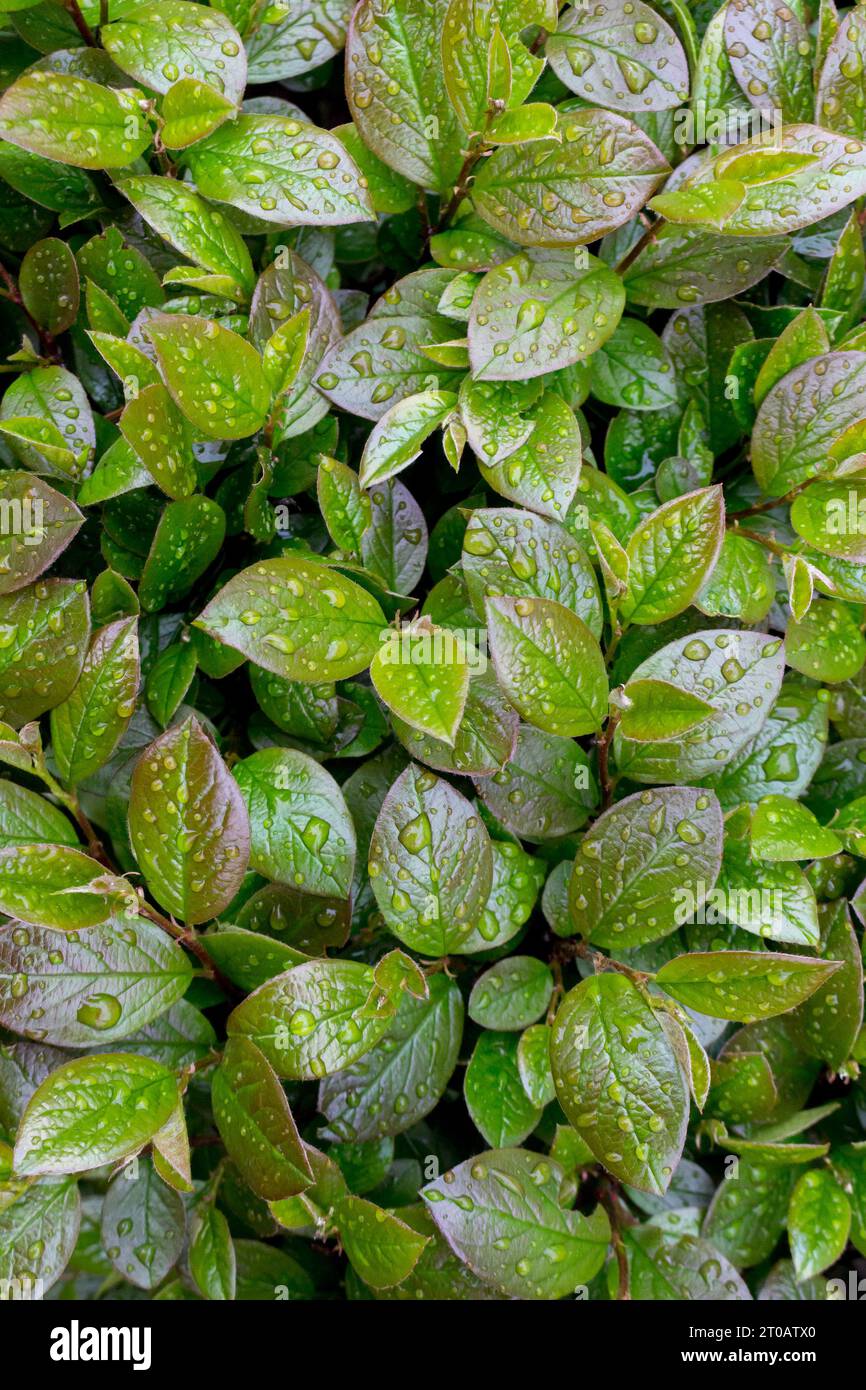 Cotoneaster Lucidus hedge shrub to create a background texture. Fresh ...