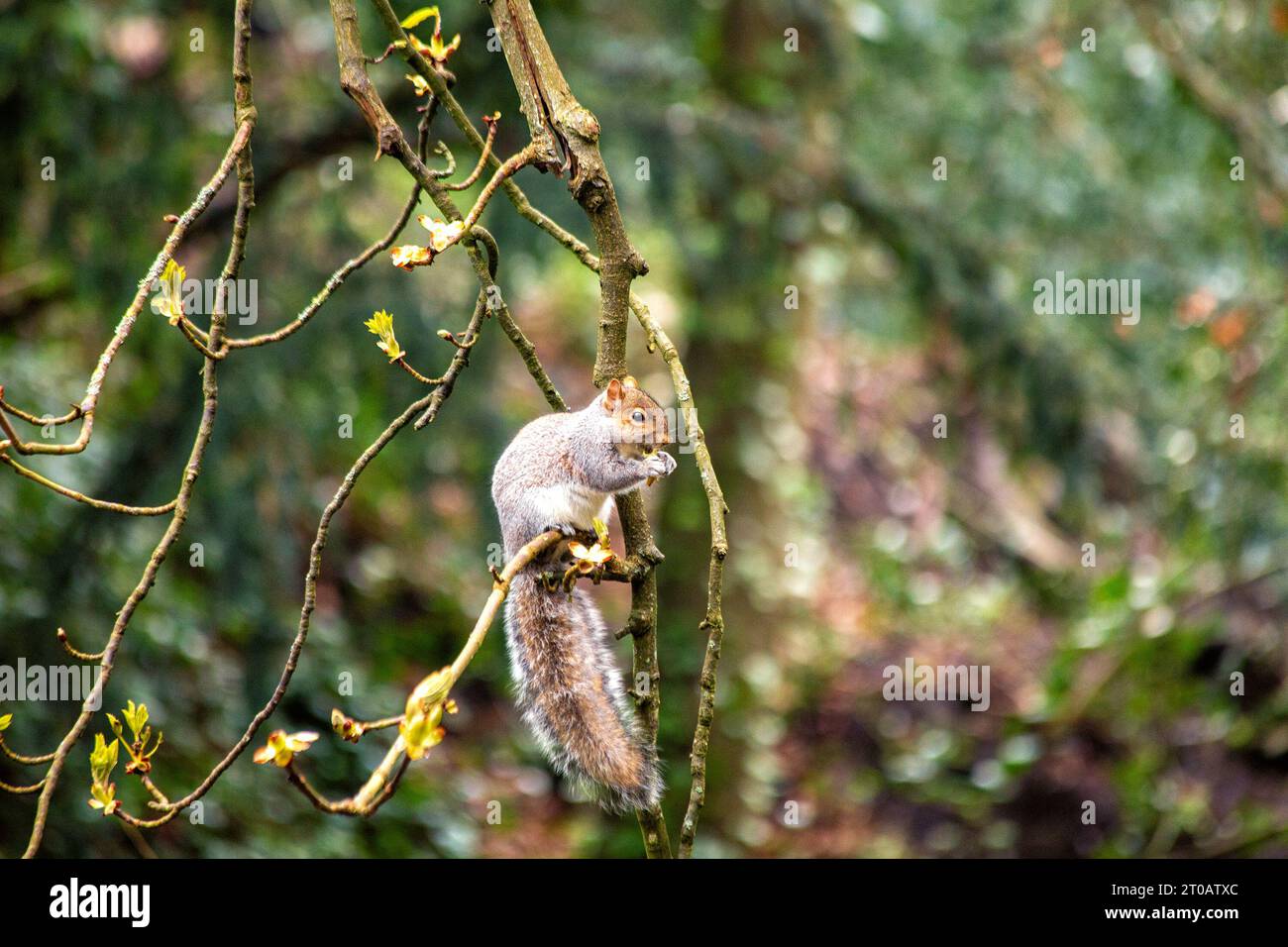 A grey squirrel, Sciurus carolinensis, spotted in the National Botanic ...