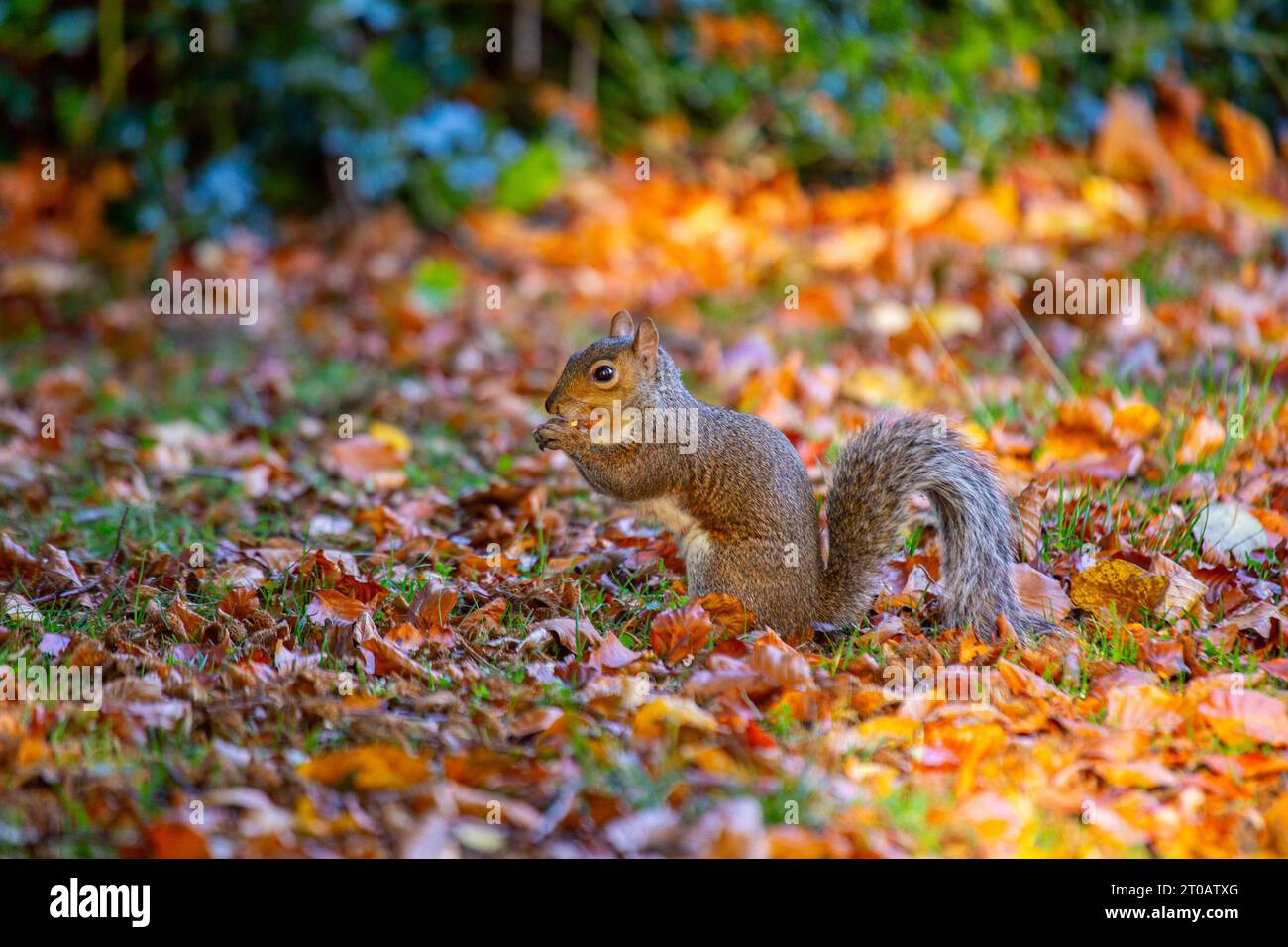 A grey squirrel, Sciurus carolinensis, spotted in the National Botanic ...
