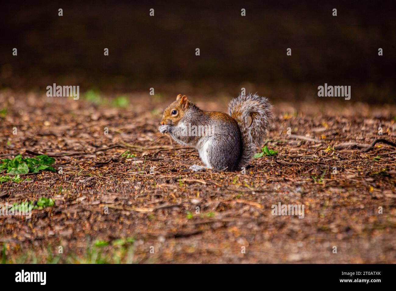 A grey squirrel, Sciurus carolinensis, spotted in the National Botanic ...