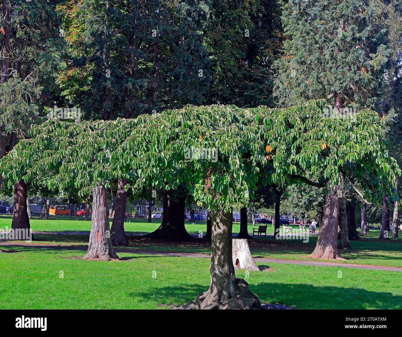 Small, attractive tree, Victoria Park, Cardiff. Taken October 2023 ...