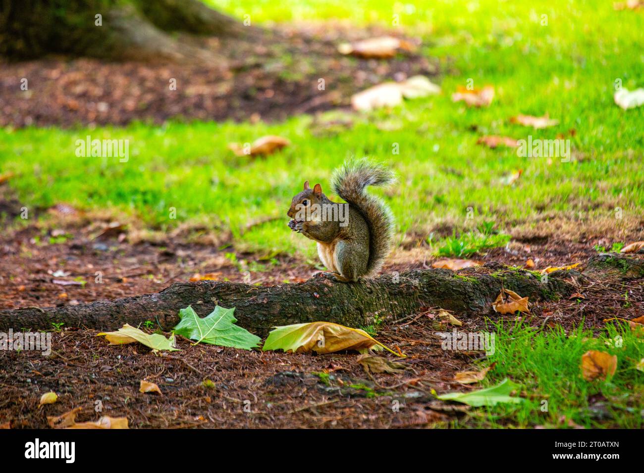 A grey squirrel, Sciurus carolinensis, spotted in the National Botanic ...