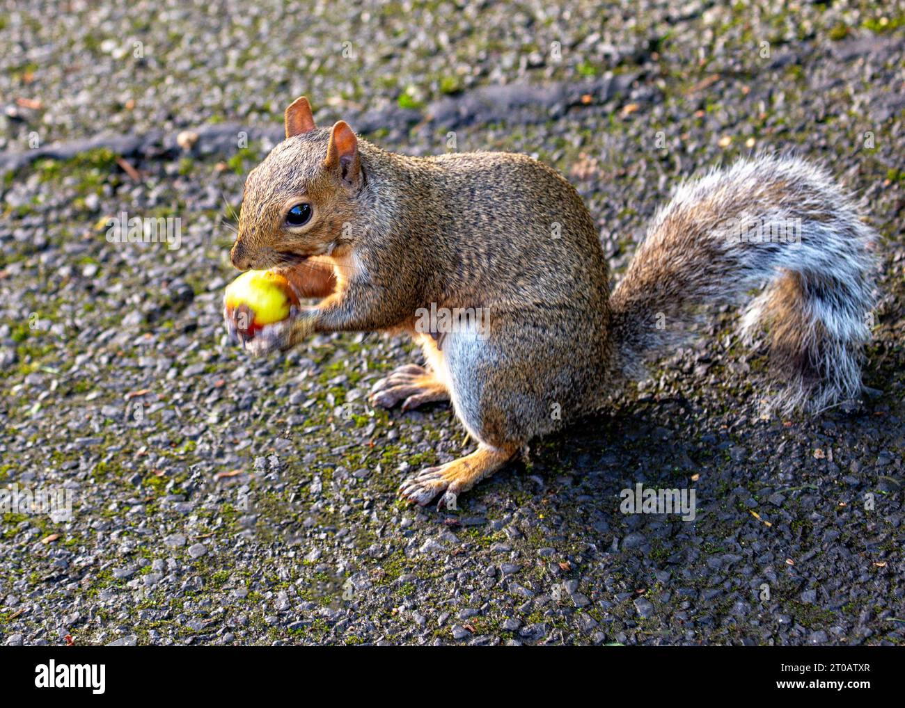 A grey squirrel, Sciurus carolinensis, spotted in the National Botanic ...