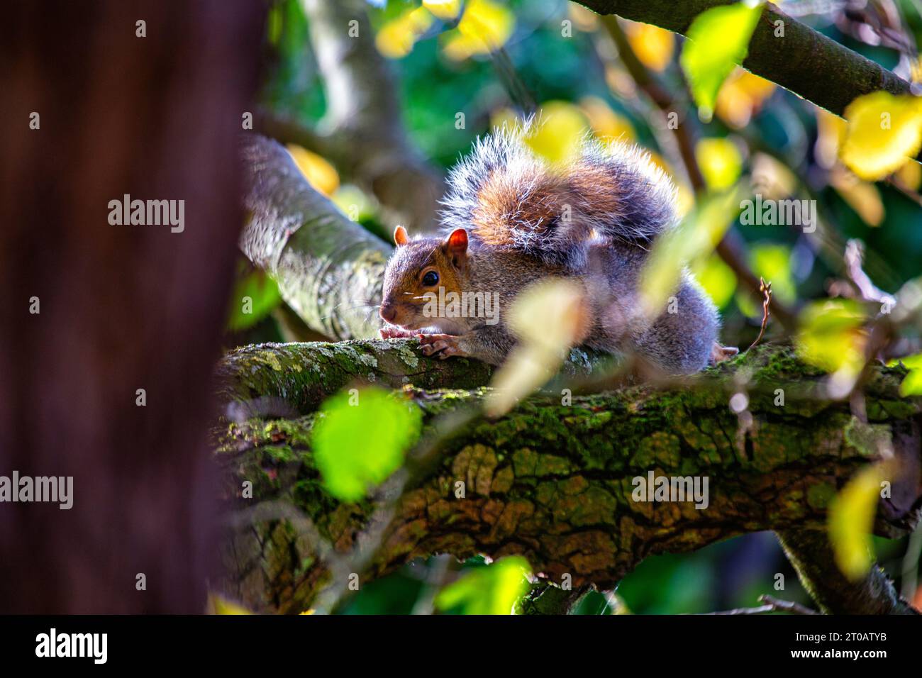 A grey squirrel, Sciurus carolinensis, spotted in the National Botanic ...