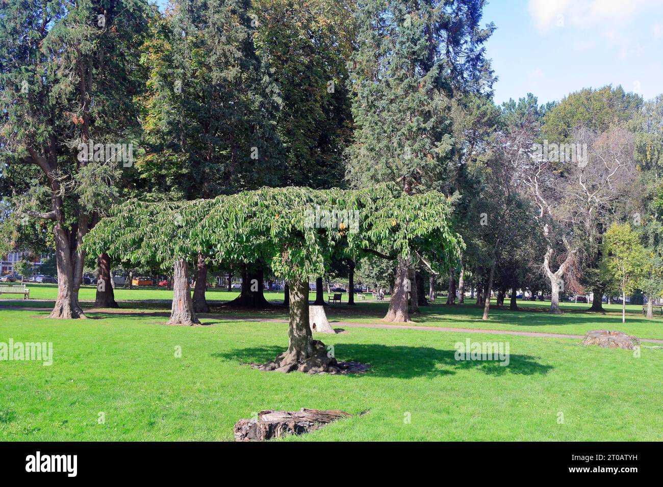 Small, attractive tree, Victoria Park, Cardiff. Taken October 2023 ...