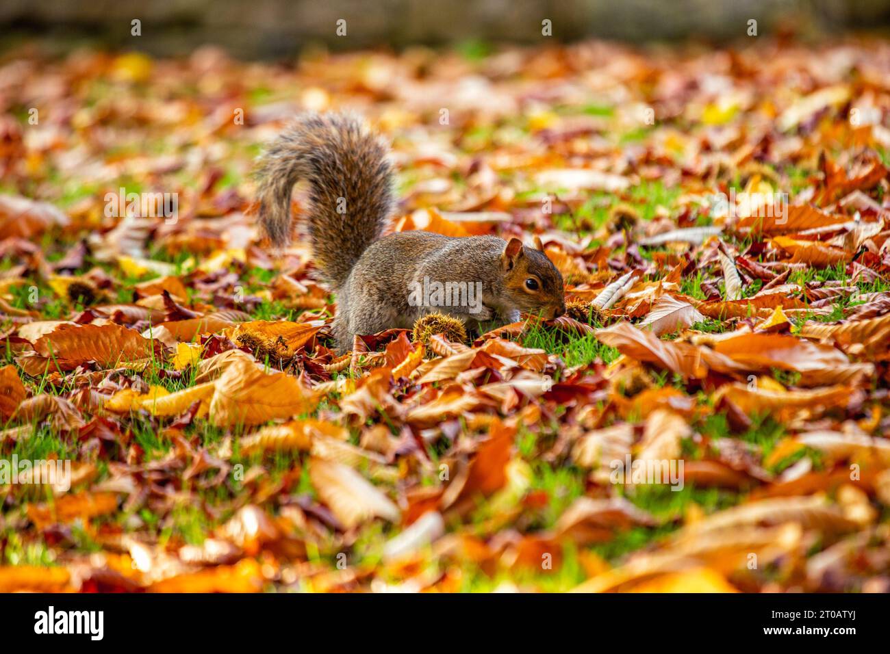 A grey squirrel, Sciurus carolinensis, spotted in the National Botanic ...